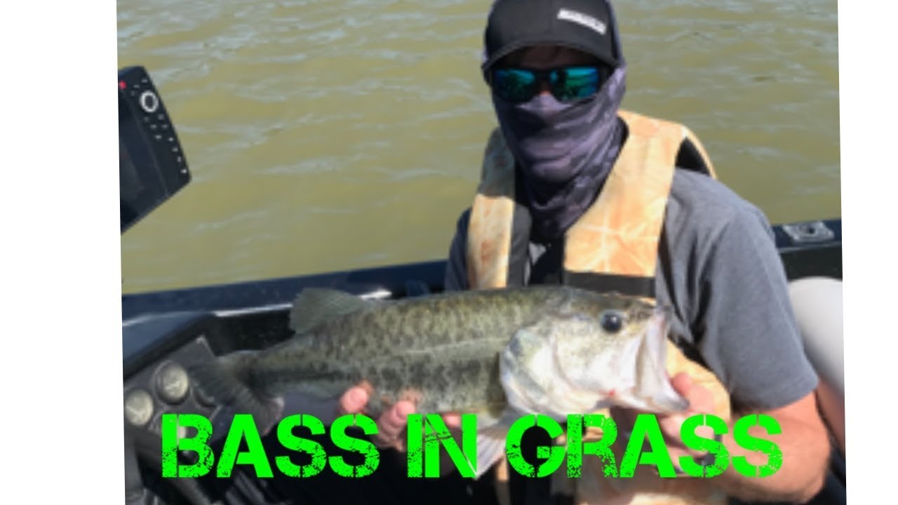 Nice bass hiding in grass Lake Aquilla - YouTube