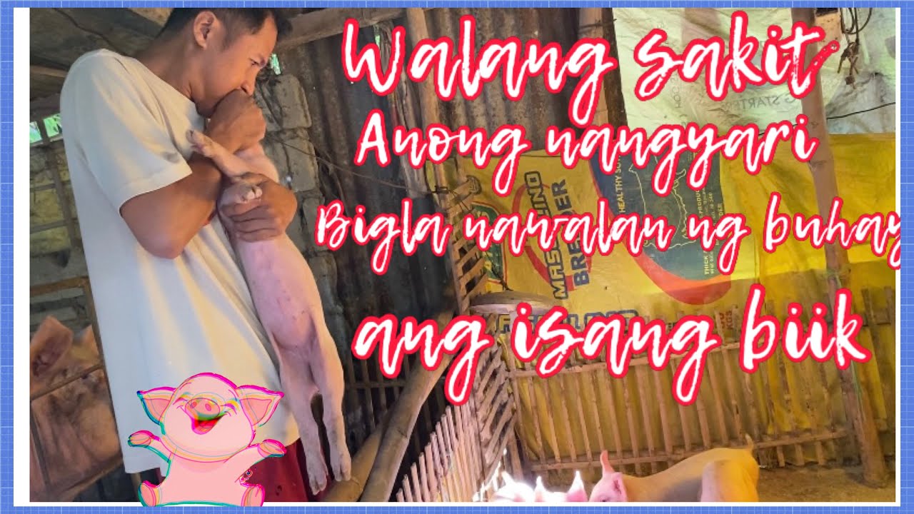 ANONG NANGYARI SA ISANG BIIK / BIGLAAN NAWALAN NG BUHAY/ BABUYAN SA ...