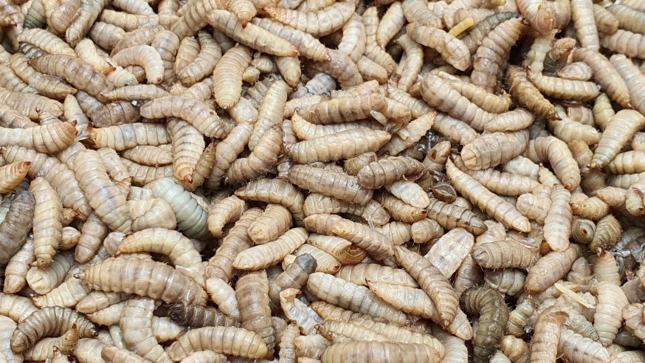 Part 04 - Harvest 14 days old larvae - summary of larvae feeding costs ...