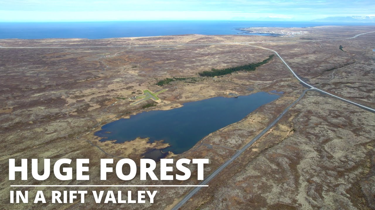 The Forest in the Rift Valley - Yes There Are Trees in Iceland - YouTube