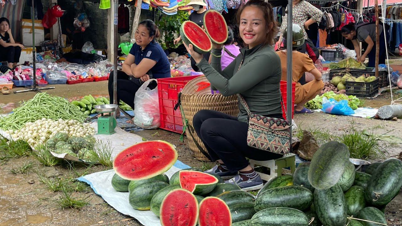 Harvest red watermelon gardens to sell at the market. Taking care of ...
