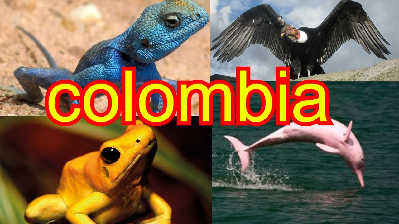 Los 10 ANIMALES más SORPRENDENTES de COLOMBIA - YouTube