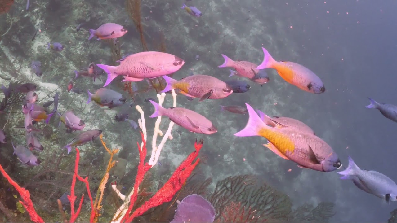 SCUBA diving at Anthony's Key Resort (Oct 2021) - YouTube