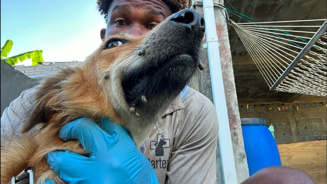 Tick Infestation: Removing Hundreds of Ticks from a Adorable Dog #dog # ...