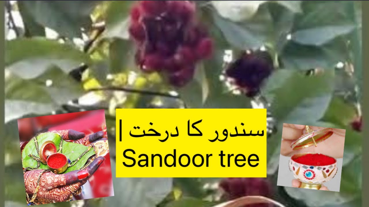 سندور کا درخت #sandoor tree#explore#indianvlogger#indianculture# - YouTube