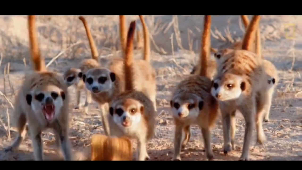 Snake vs Meerkats Fight 🐍 vs 🦡 | Please to Subscribe 🎥 ...