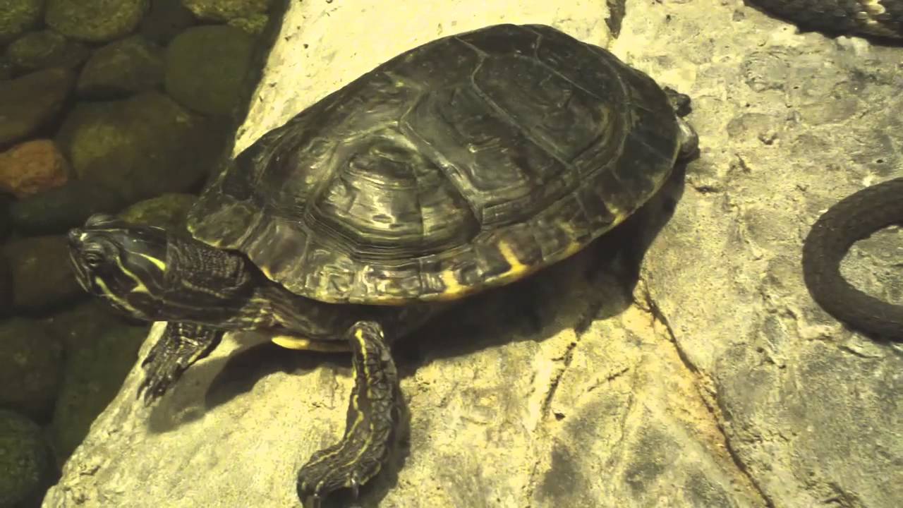 Easten River Cooter - Pseudemys concinna concinna - YouTube