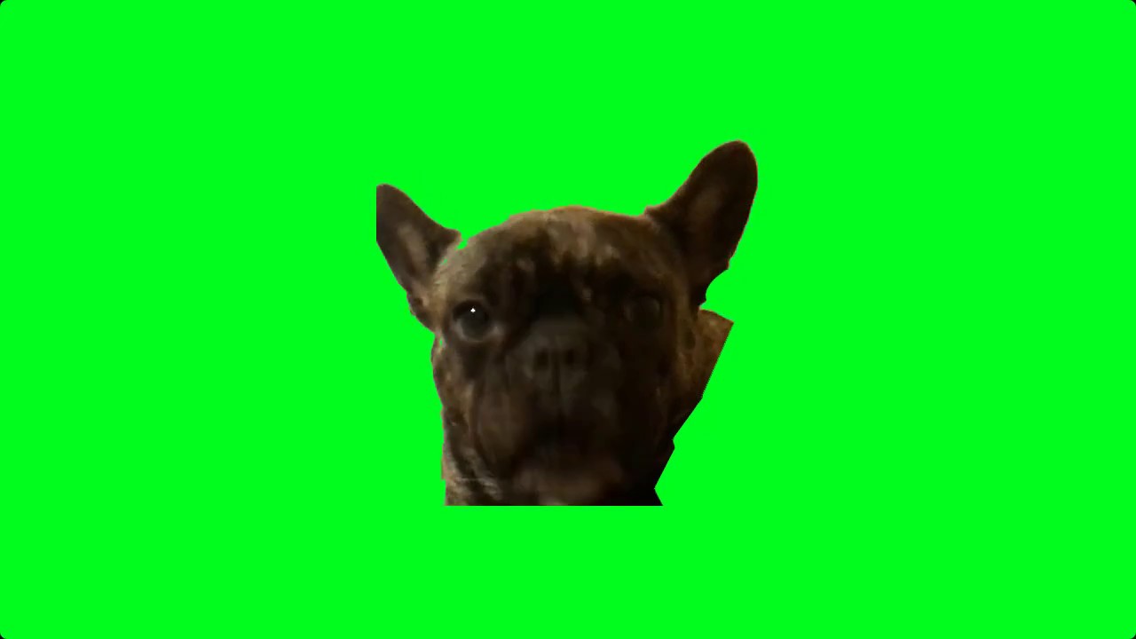 Dog boofing greenscreen - YouTube