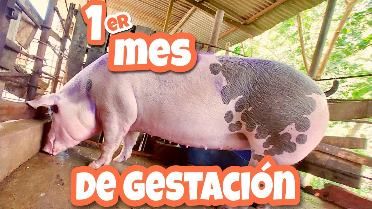 Cómo saber si mi CERDA quedó CARGADA? 🐷🐖🐖🐖🐖 - YouTube