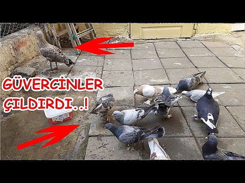 Yakaladığım Martıyı Güvercinlerin Arasına Attım. ( Kuşlar Çıldırdı! )