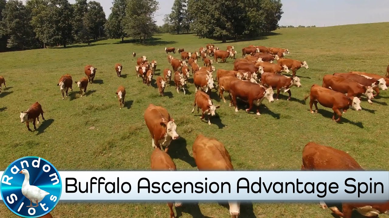 Buffalo Ascension Slot Machine Advantage Spin - YouTube