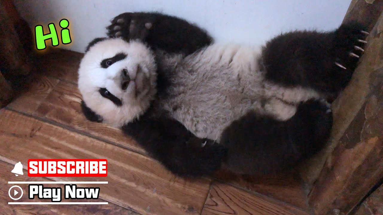 Immersive Experience Of Baby Panda Asking You For Cuddles | iPanda ...