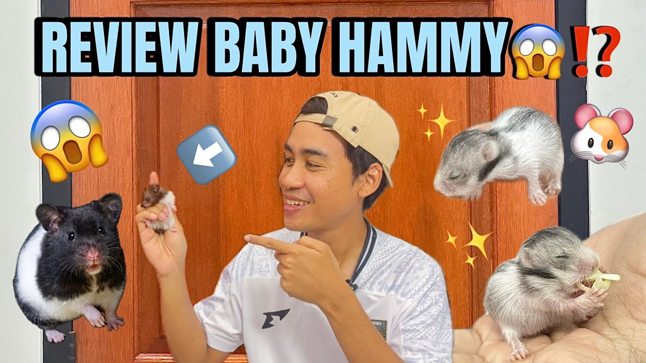 REVIEW BABY HAMMY‼️😱 - YouTube