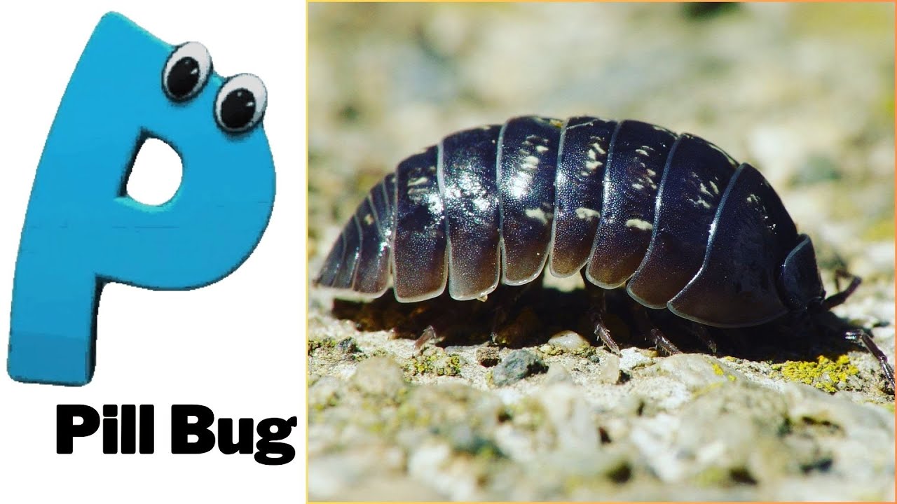 ABC Tiny Animals Song | Alphabets Kids song | Learn Alphabets, English ...