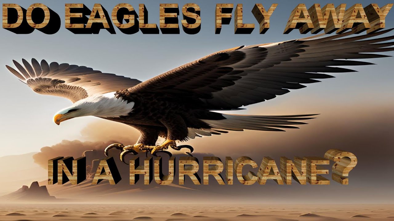 SWFL Eagles - Do Eagles Fly Away In A Hurricane?🦅 - YouTube