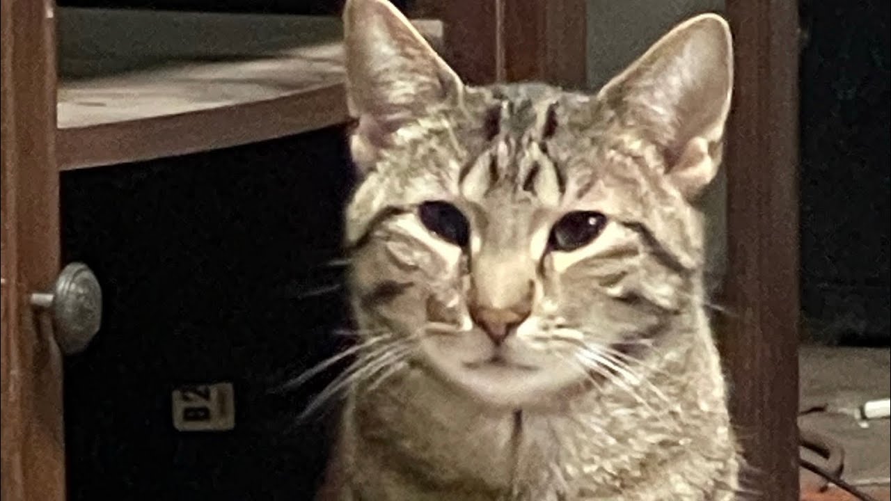 Funny Talking Cat videos I found on TikTok - YouTube