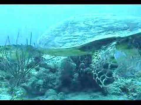 Adult male hawksbill feeding 1 - YouTube