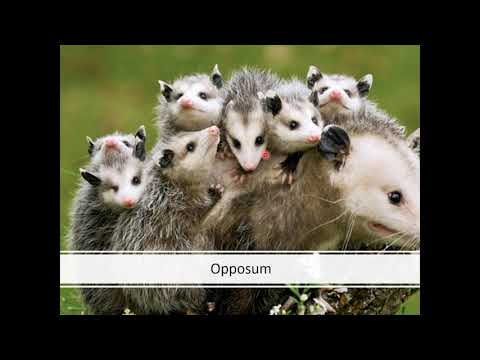 Interesting Breast-feeding facts in Animals