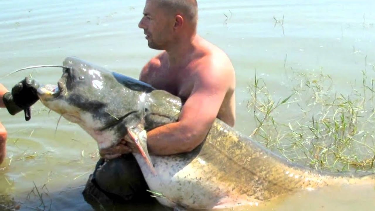 GIANT CATFISH FEVER on Ebro River Delta - YouTube