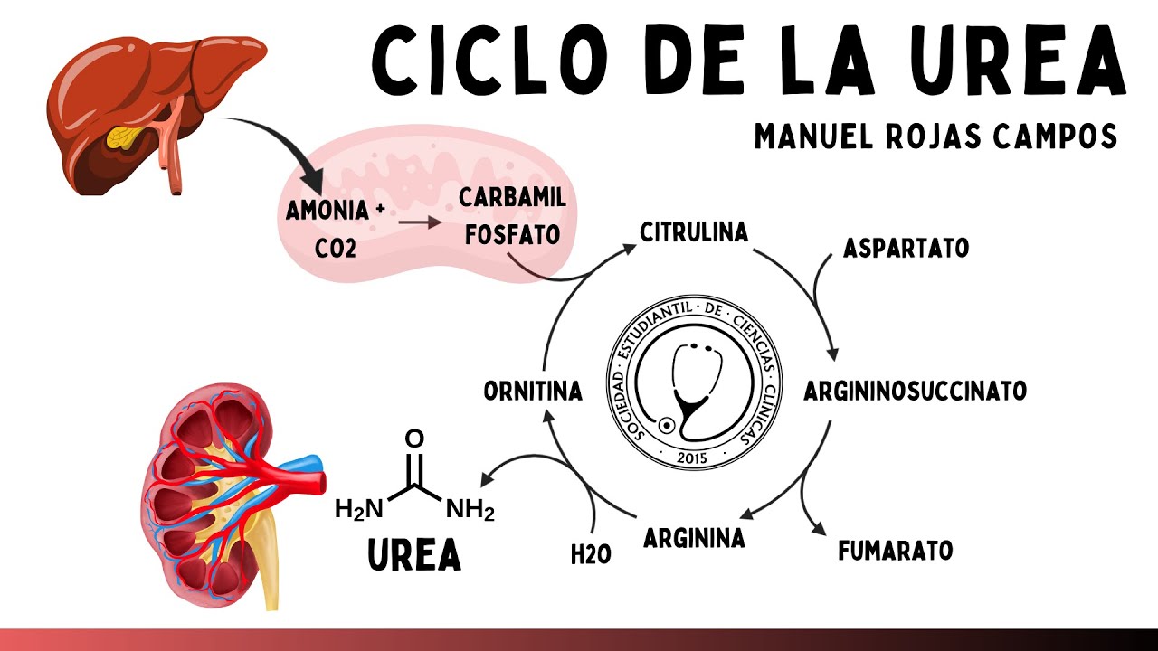 METABOLISMO DE AMINOÁCIDOS: Ciclo de la Urea | Bioquímica - YouTube