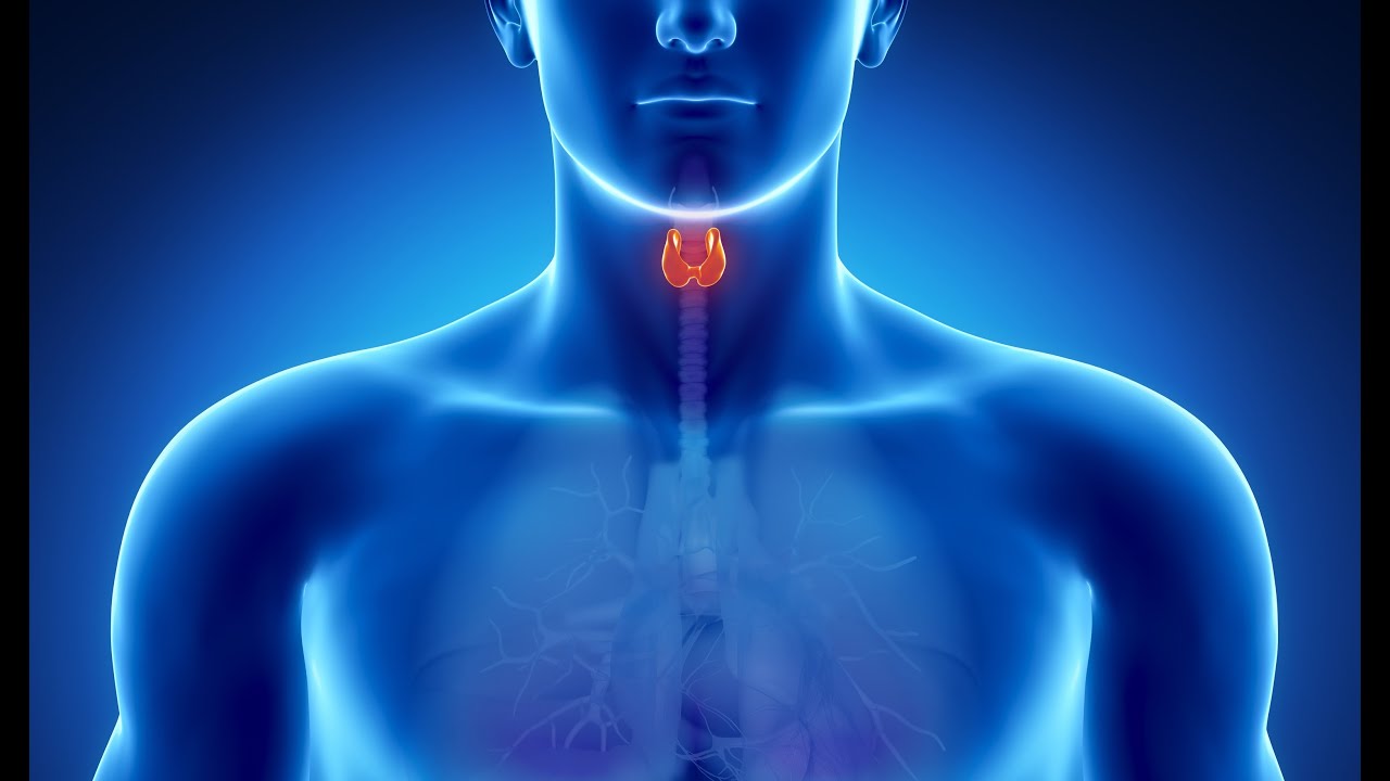 Endocrine System - YouTube