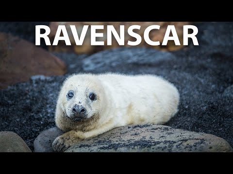 Seals at Ravenscar Seal Colony, North Yorkshire - YouTube