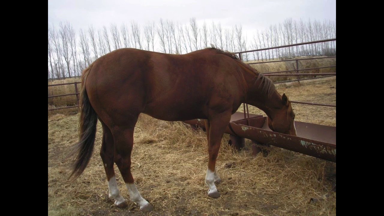 Dashin By All - Stallion - YouTube