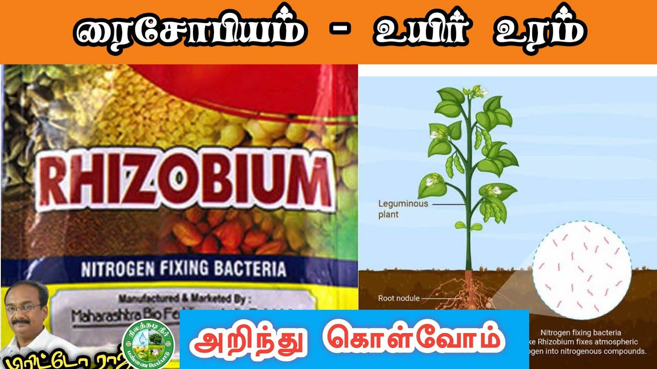 ரைசோபியம் பற்றி அறிந்து கொள்வோம் || #Rhizobium BioFertilizer in Tamil ...