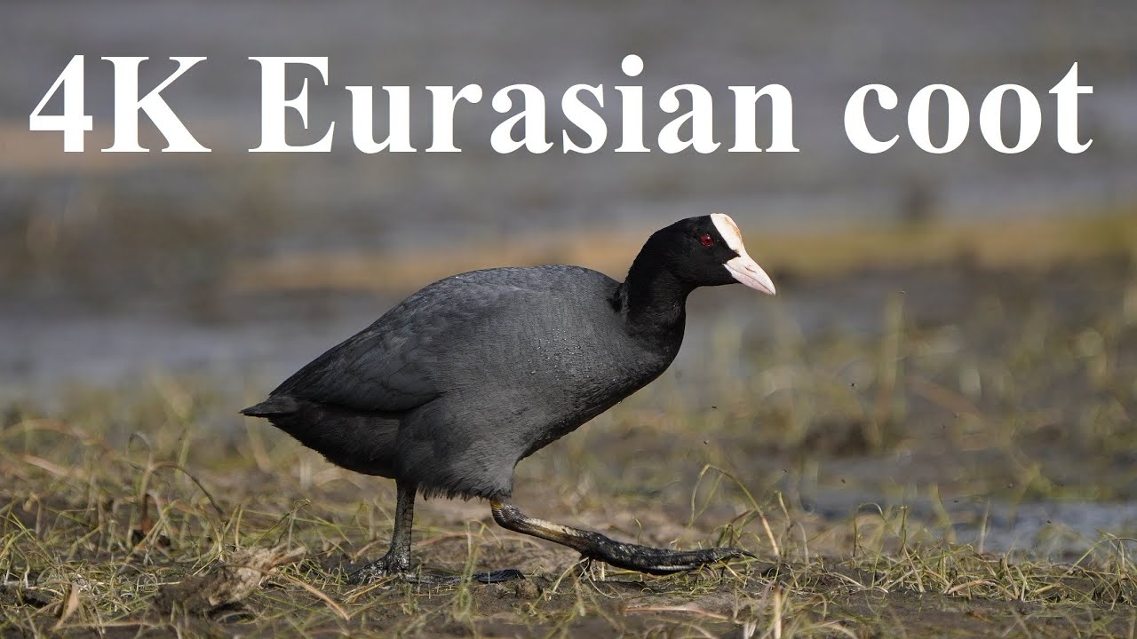 4K A coot in full detail (including funny feet!) / Łyska w całej krasie ...