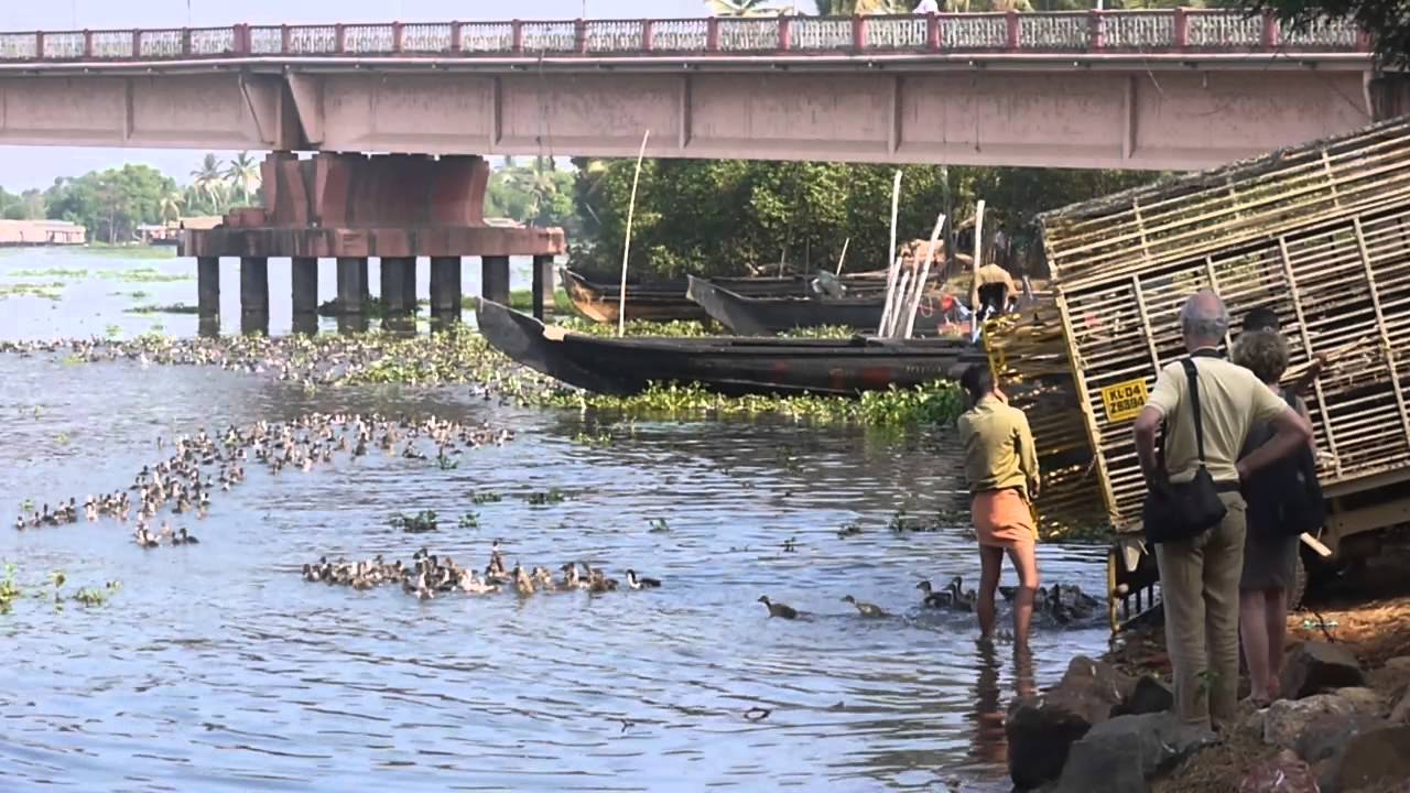 Duck delivery? in Alleppey - YouTube