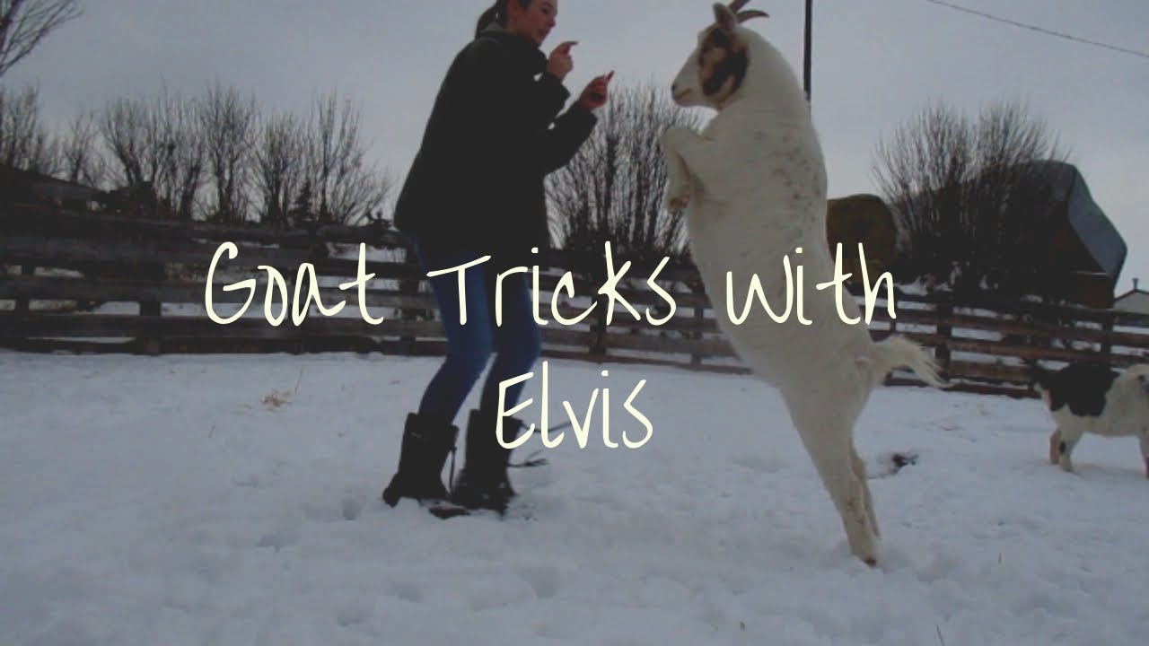 Elvis Does Tricks!!! ( Goat Tricks) - YouTube