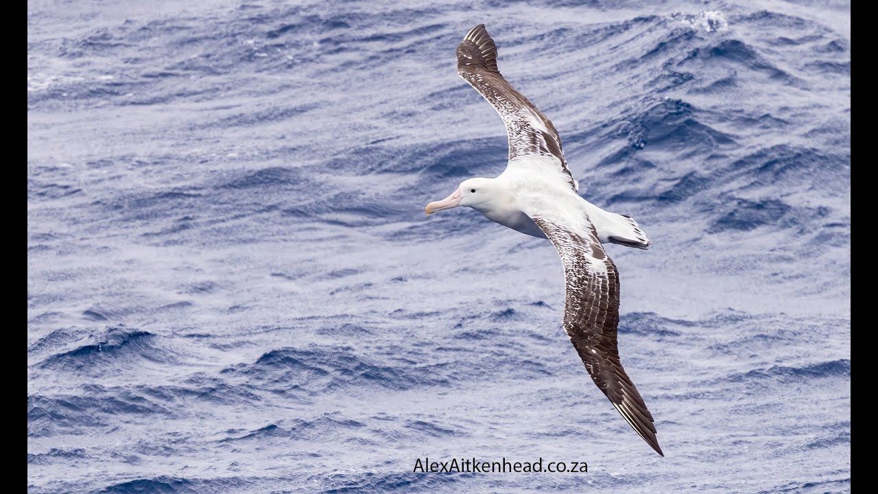 The Wandering Albatross, Flock to Marion 2022, Supporting the Mouse ...