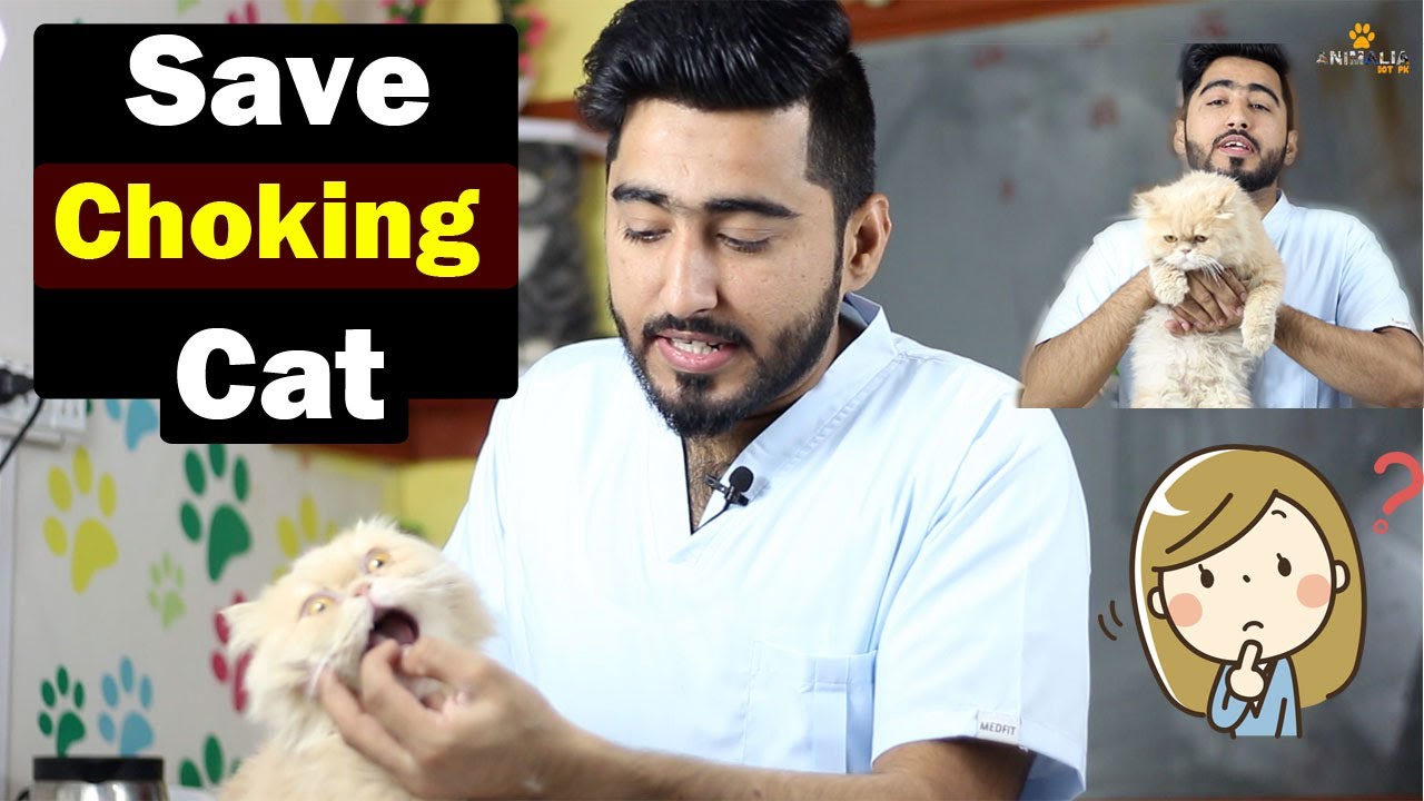 Choking in Cats || Heimlich Maneuver || How to remove choking? || Vet ...