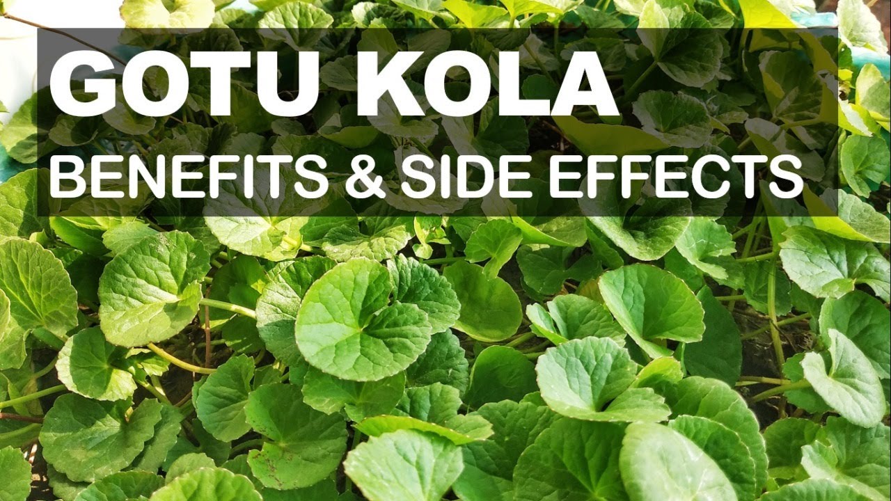 Gotu Kola Health Benefits and Possible Side Effects - YouTube