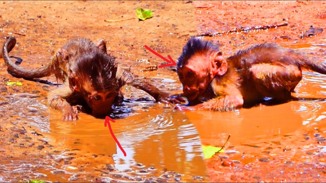 What a Fun, Fun! Baby Monkey Masha playing in the mud happily - YouTube