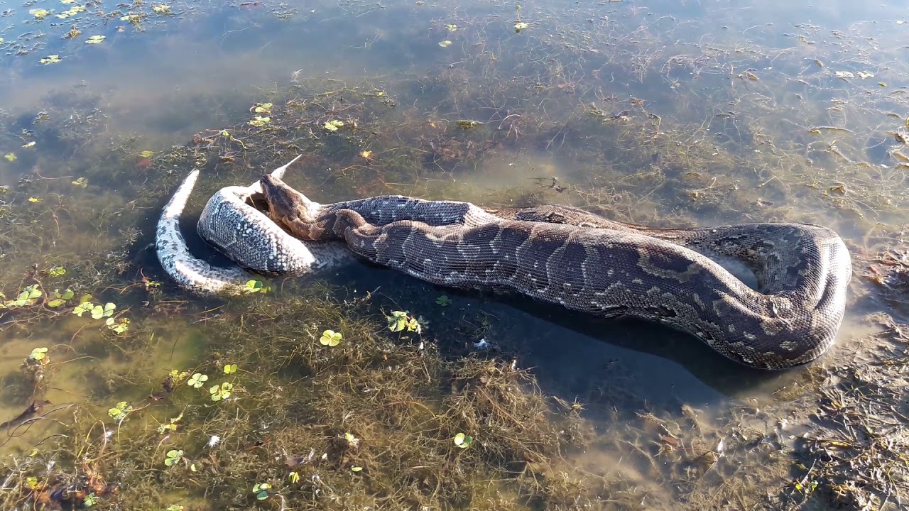 Python swallowing Egyptian Goose part 3 - YouTube