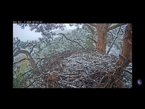 3.10.2026 Алтынычи. Первый снег у Алтынычей.