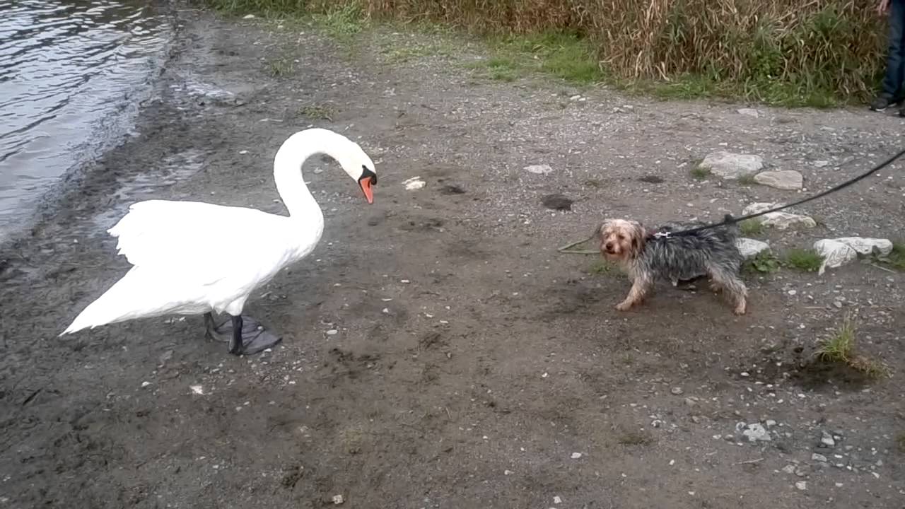 Swan Chases Dog - YouTube