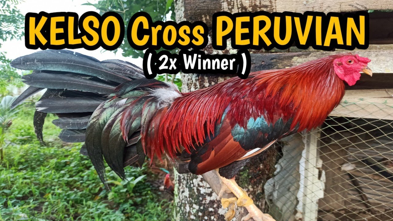 KELSO cross PERUVIAN - YouTube