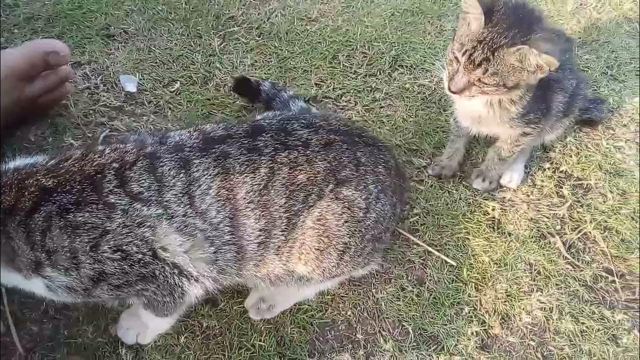 DIDATANGI 3 EKOR KUCING LUCU - YouTube