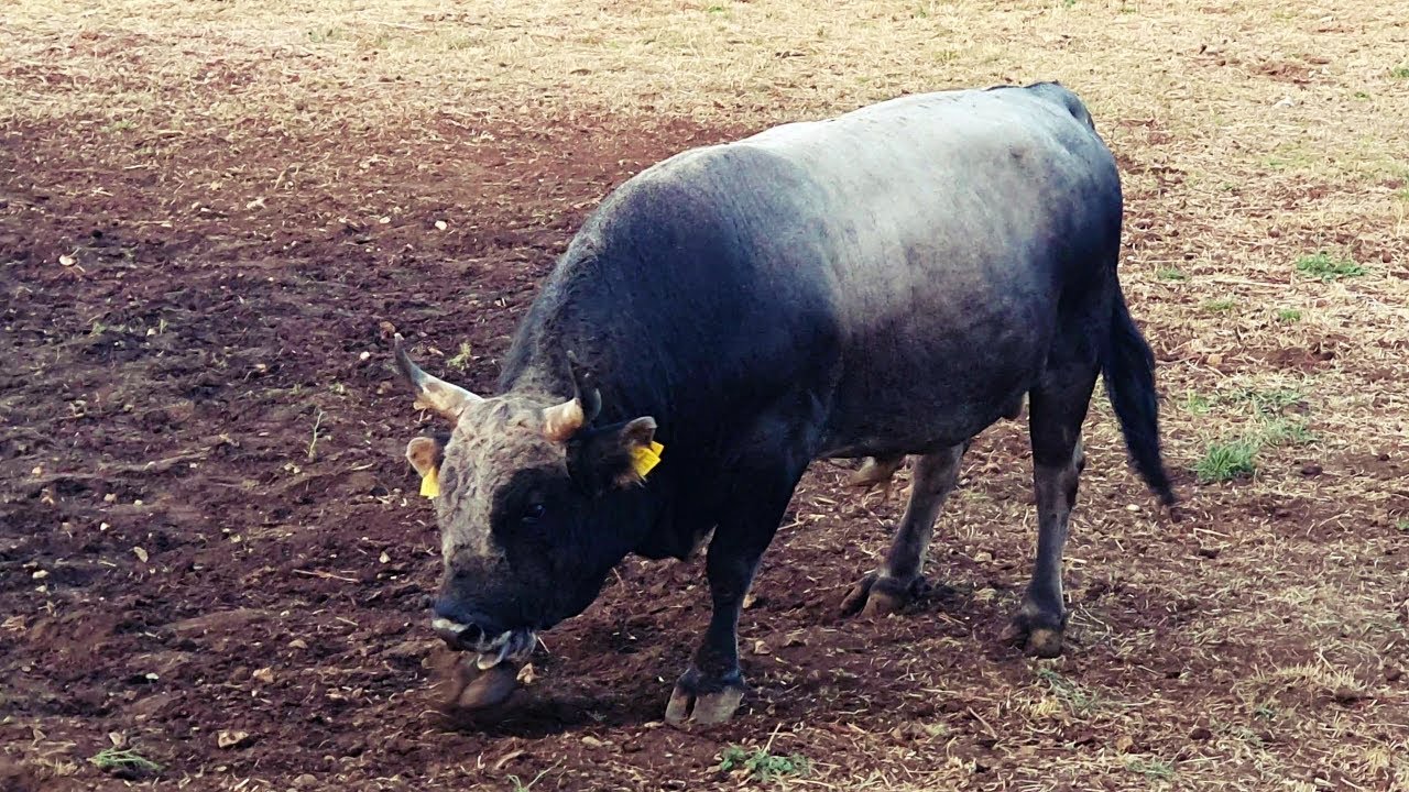 MALI ZEC SLIŠKOVIĆA I KEVILJA U ARENI ŠESTANOVAC 2022 KORIDA - YouTube