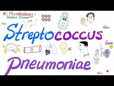 Streptococcus pneumoniae (pneumococci) | Microbiology 🧫 & Infectious Diseases 🦠 Playlist