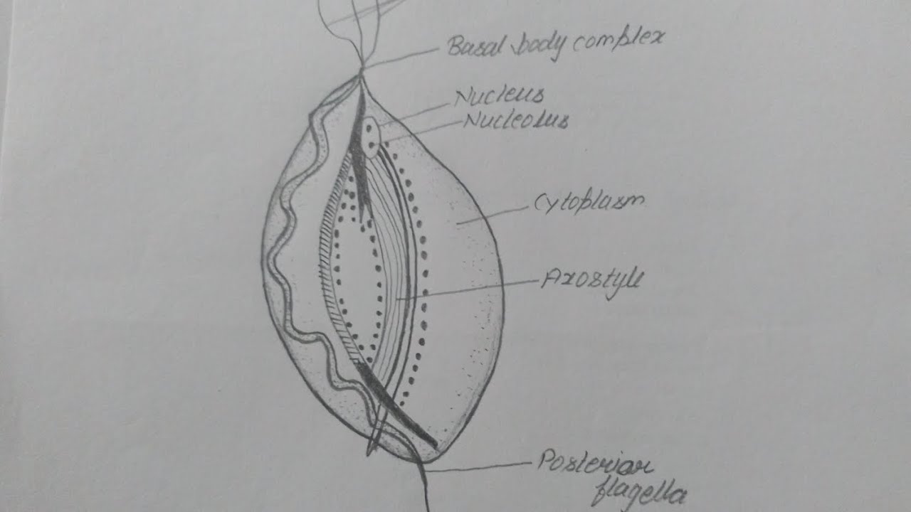 How to draw trichomonas(protozoa phylum)... - YouTube