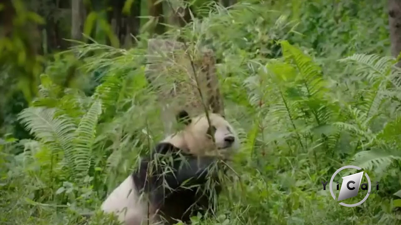 Qianwei Fengsheng Paper to Process Panda Poop, Food Waste to Make ...