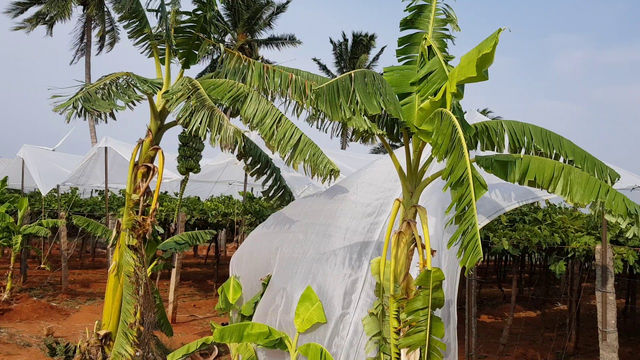 Grapes rain net tamilnadu,Theni Odaipatti.9944991444... - YouTube