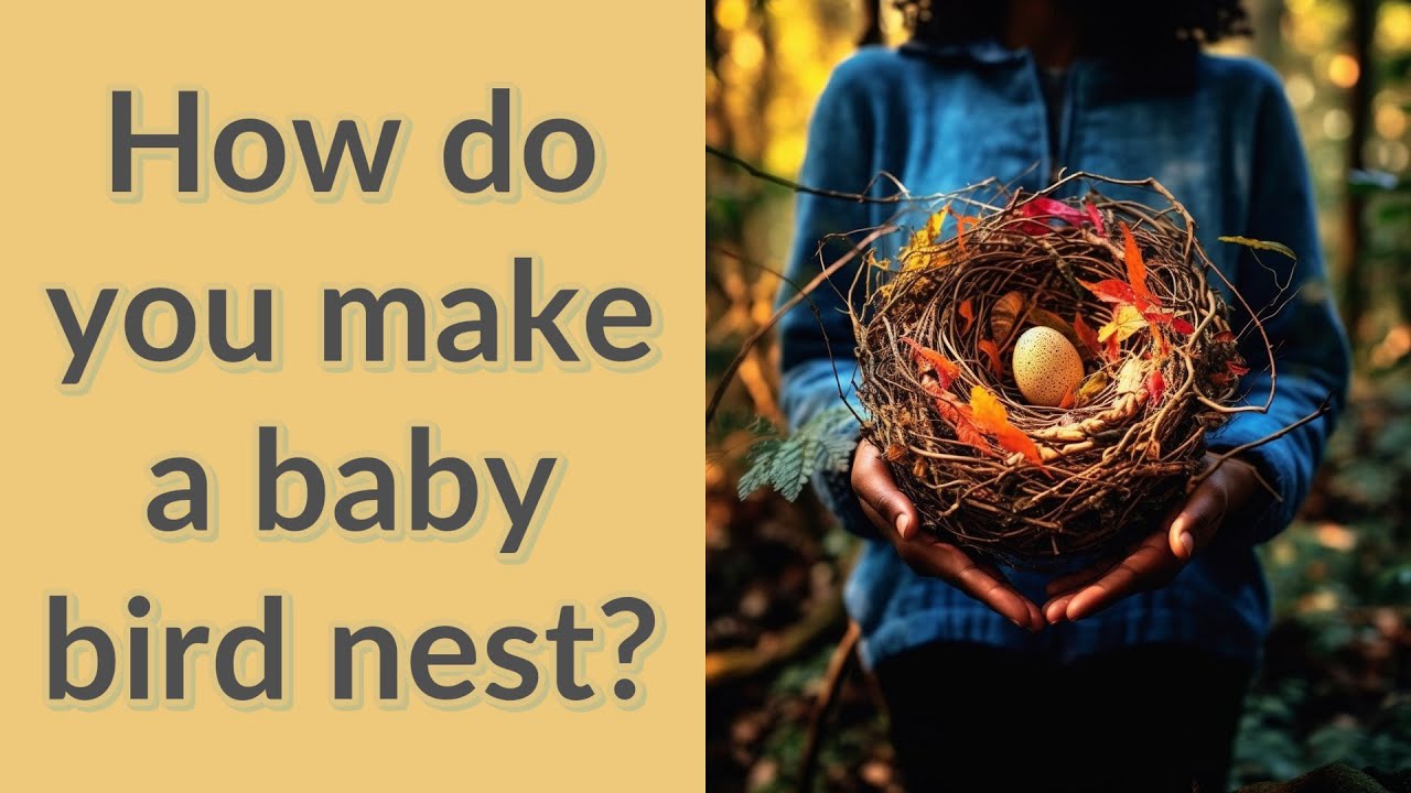 How Do You Make A Baby Bird Nest YouTube how-do-you-make-a-baby-bird-nest-youtube