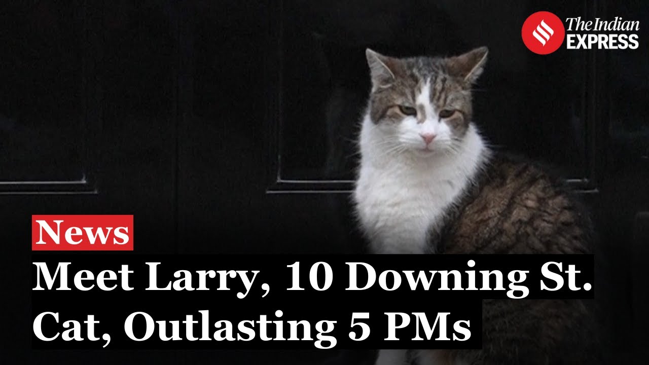 UK Election 2024: Downing Street Cat Larry Prepares For New UK PM In ...
