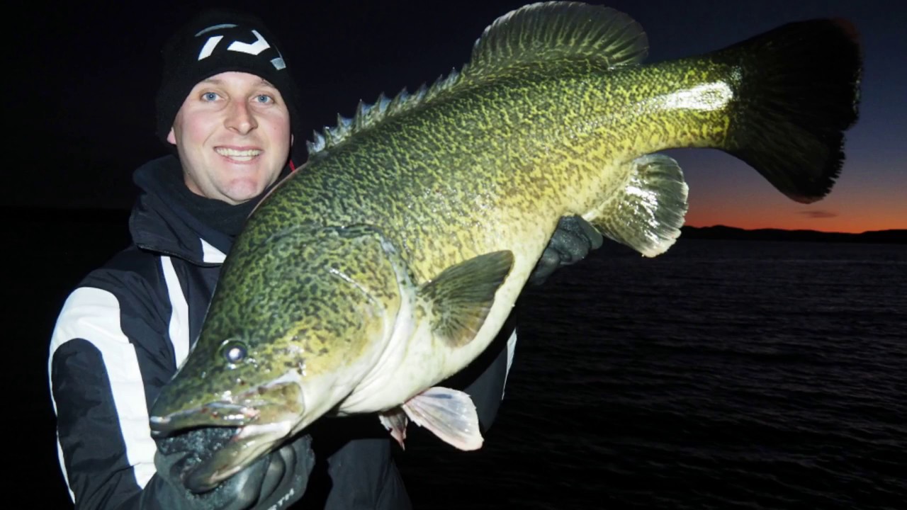 Winter Murray Cod at Copeton Dam - YouTube