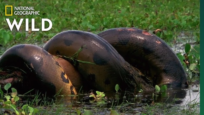 Reticulated Python Eating Hippo