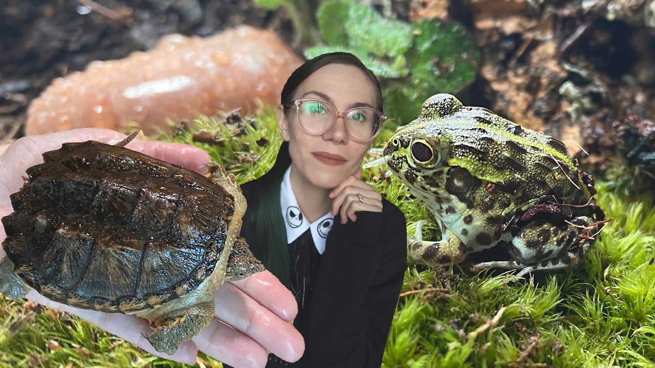 SNAPPING TURTLE eats FISH! NEW Baby Pixie Frog Reveal & Enclosure Set ...